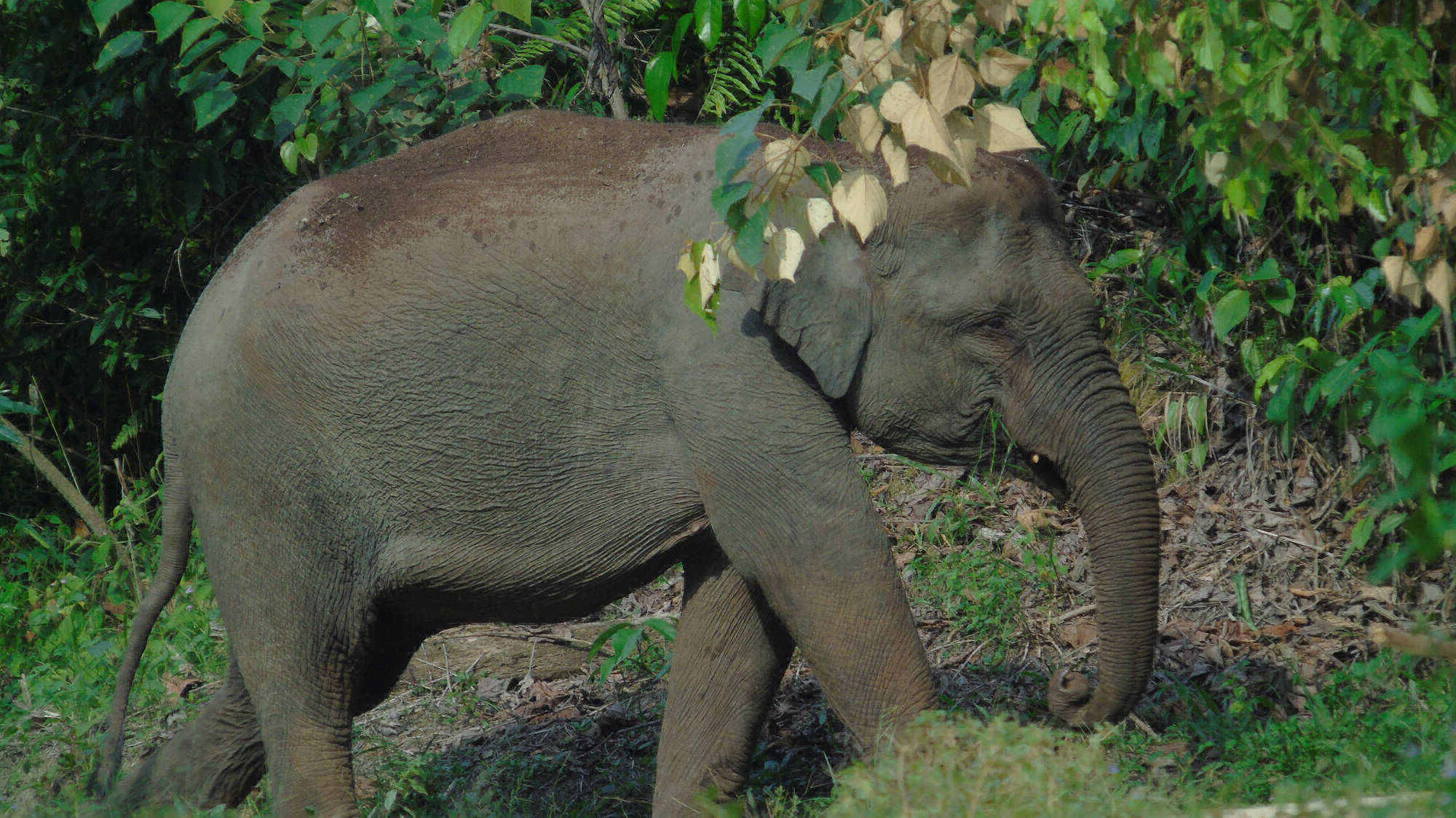 Sumatran Elephant Conservation Initiative